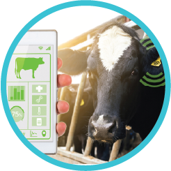 Technology Improving Quality of Dairy Products